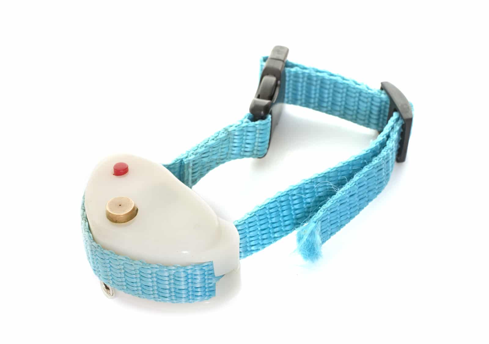 Why A Shock Collar Is Not The Answer For Training Your Dog | Heel Boy Heel