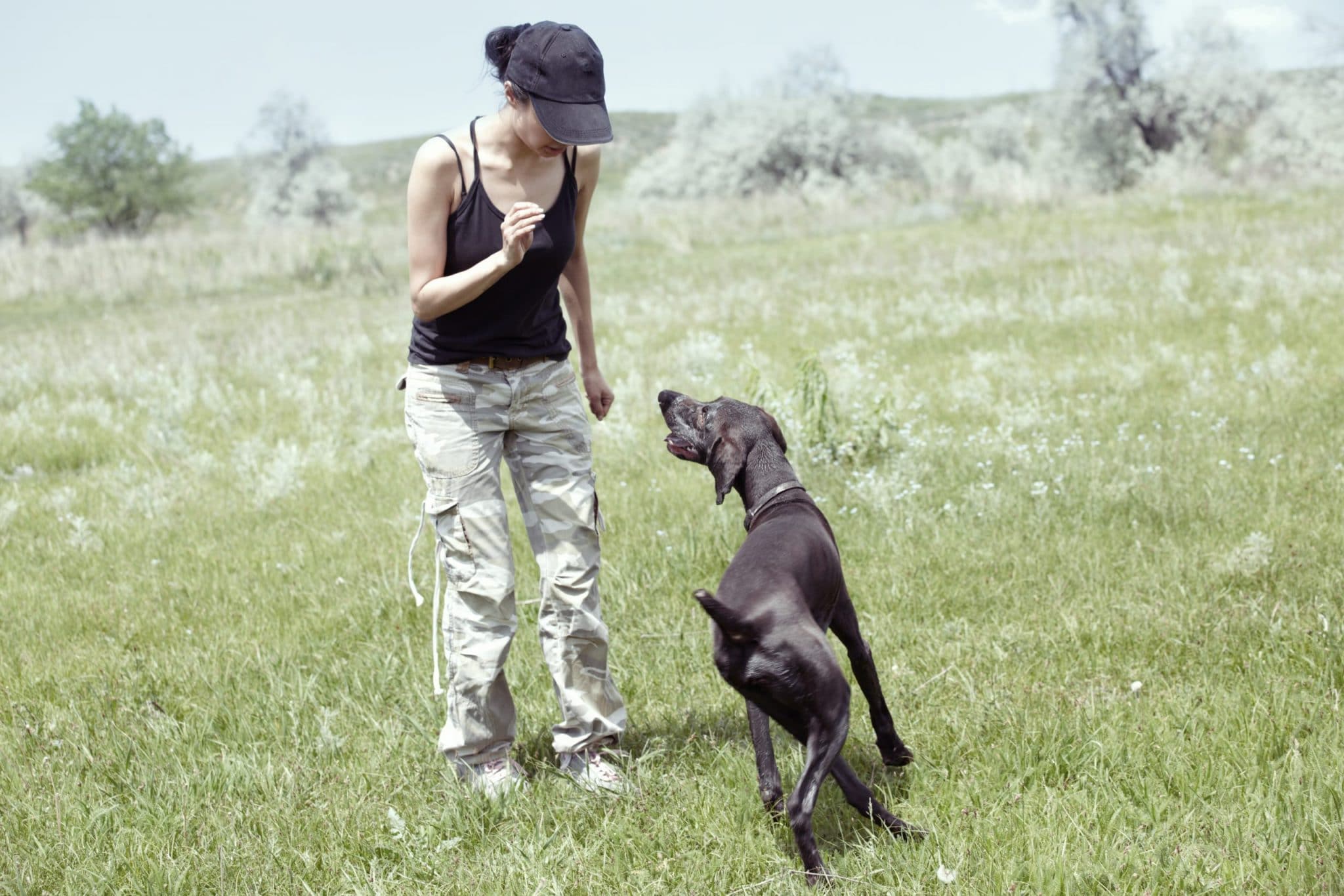 Obedience Training For Your Dog