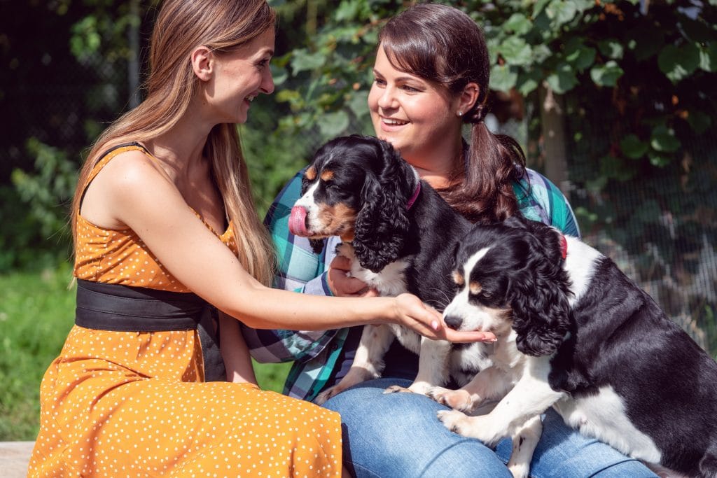 How To Socialize Your Dog With Other Dogs And Humans?