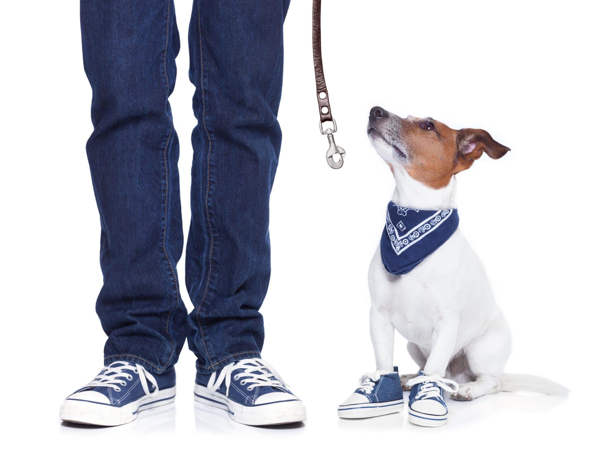 9 Good Habits To Teach Your Dog